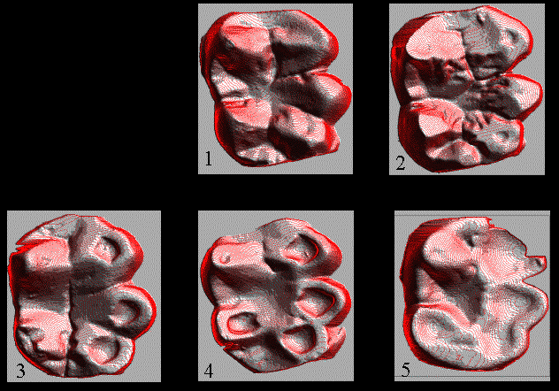 Figure 6. EXPLORING THE EFFECTS OF TOOTH WEAR ON FUNCTIONAL MORPHOLOGY ...